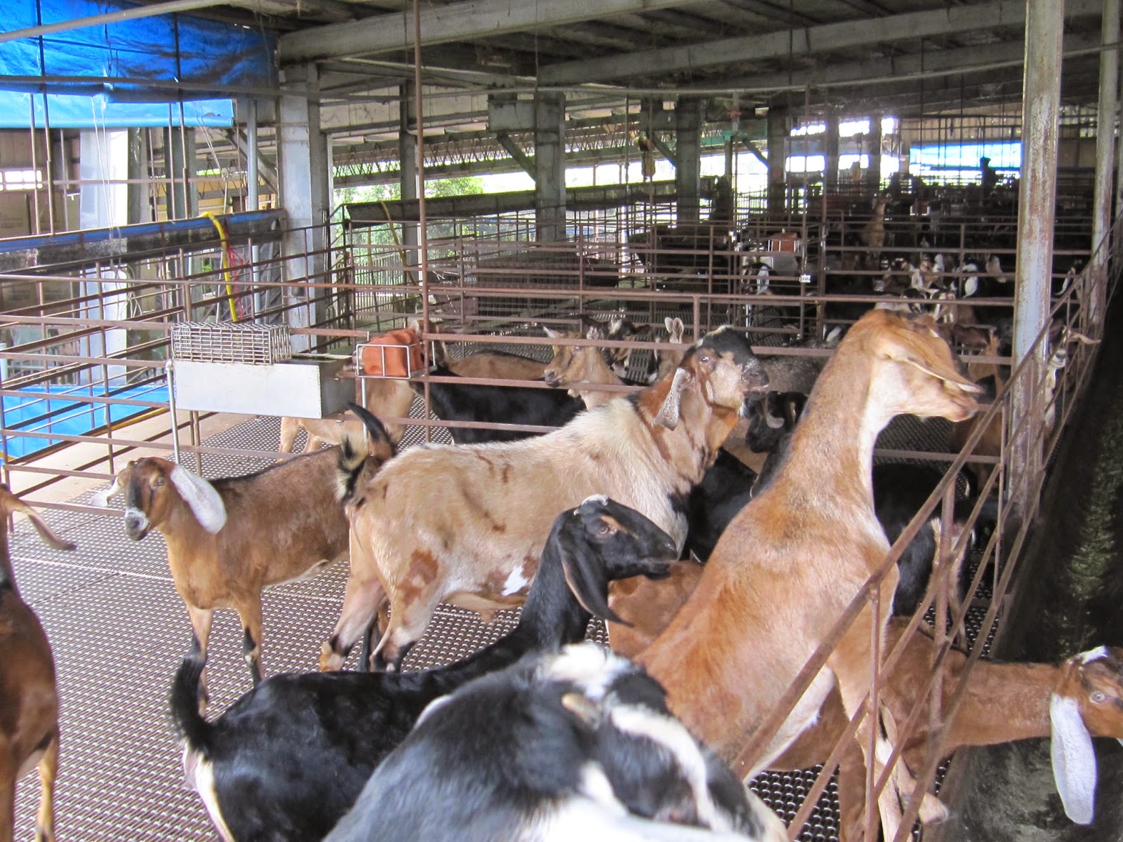 Estudiando Agricultura en Taiwán: Establos de dos pisos para cabras