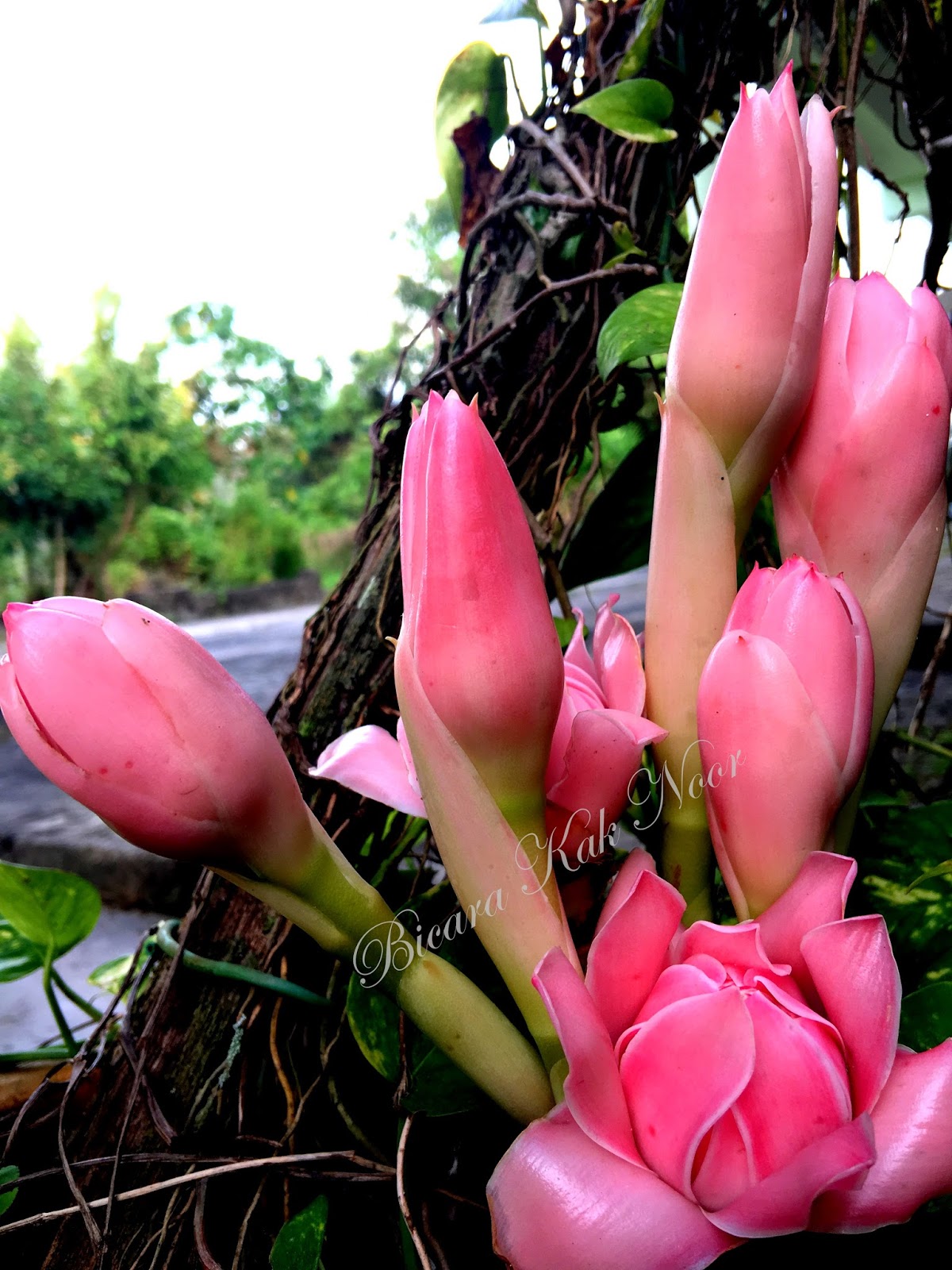 Bunga Kantan & Awet Muda - Dapur Kak Noor