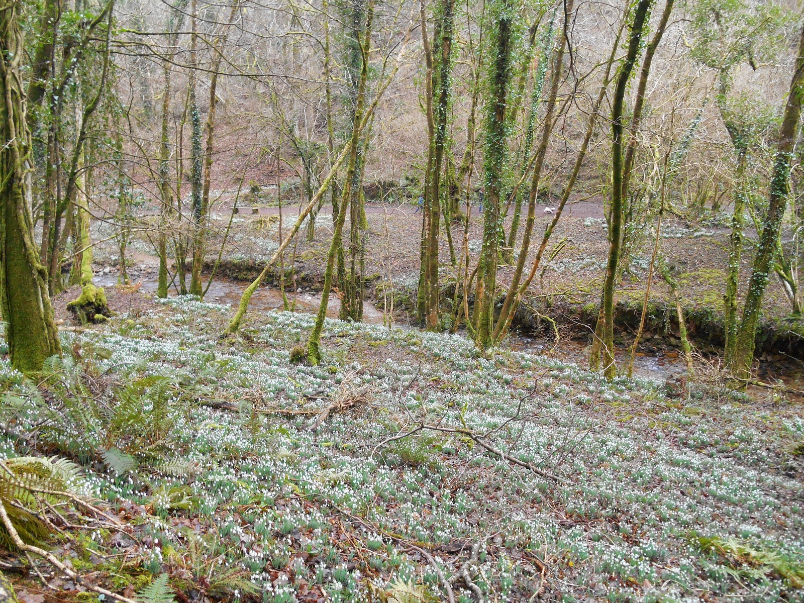 Off the Beaten Track in Somerset: Snowdrop Valley, Wheddon Cross, Exmoor