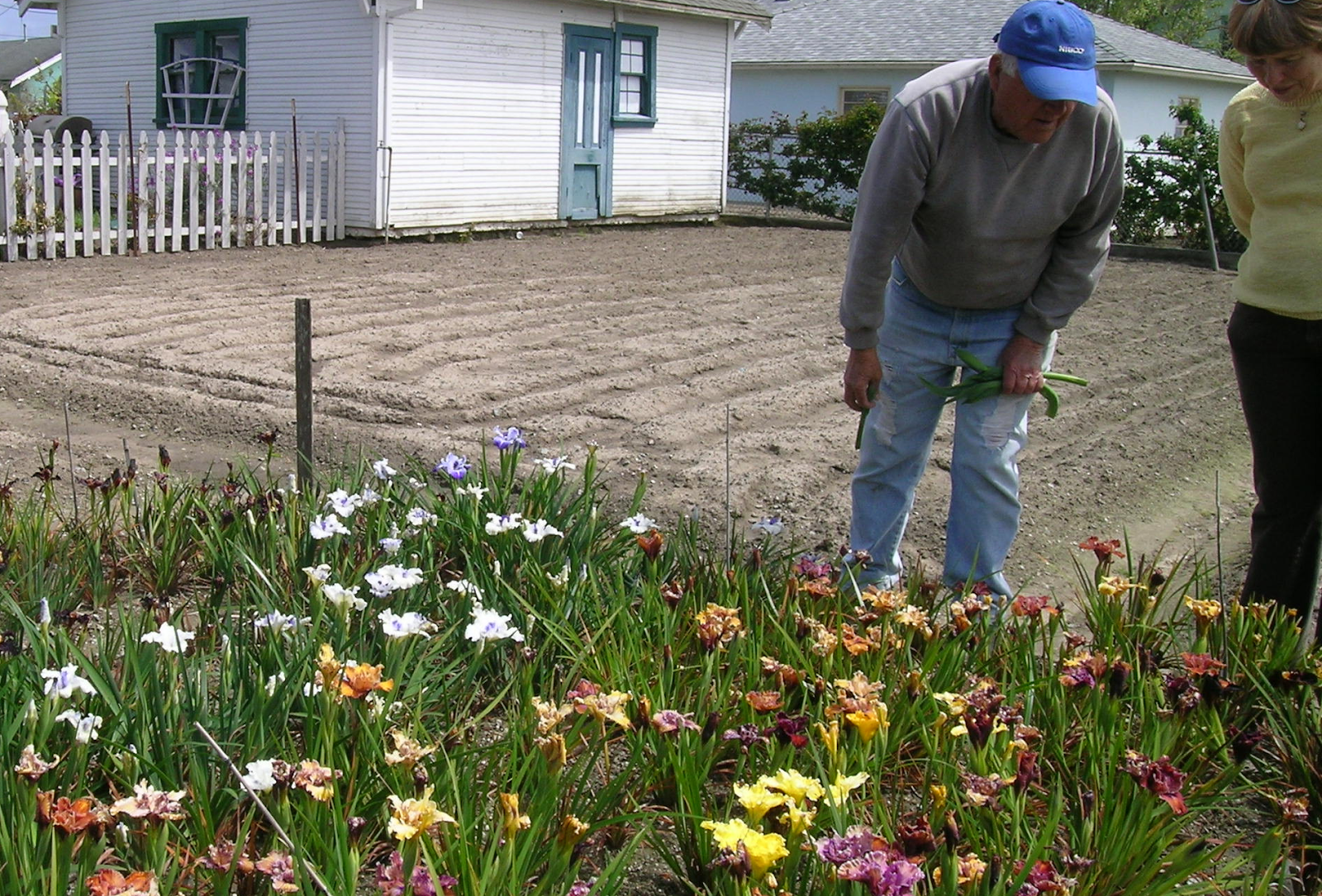 World of Irises: February 2019