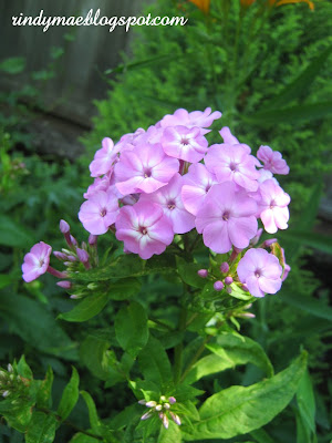 Rindy Mae: The Second Week Of July In The Garden