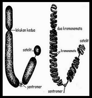 Kromosom - Mydokterhewan