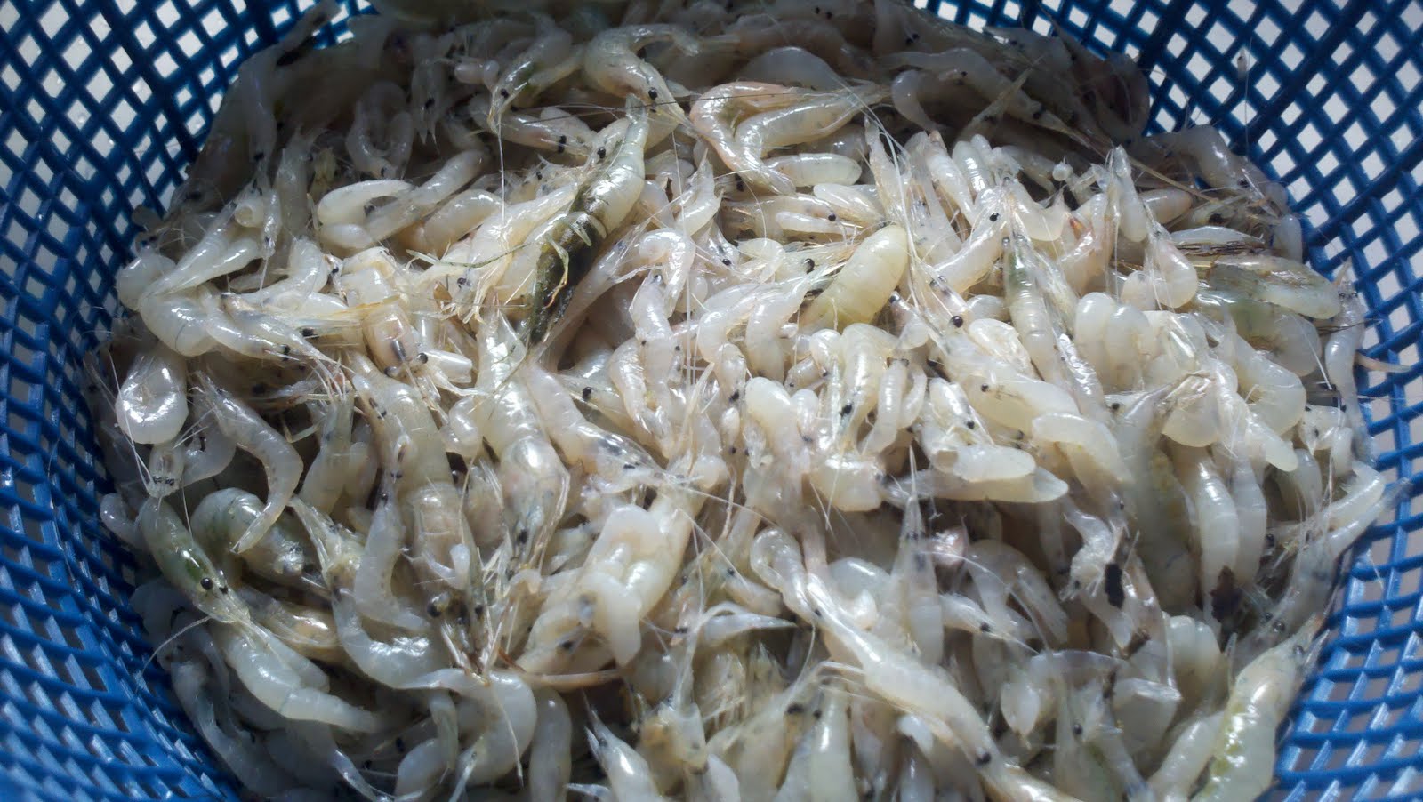 ceritamakarena: Udang Kali