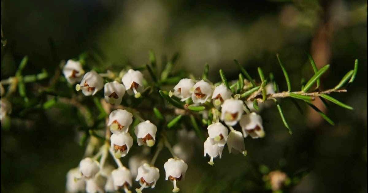 FLORA I PAISATGE DE LLERS: BRUC ARBORI O BOAL.