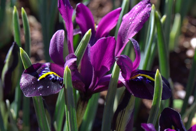 The Victorian Bulb Society: Miniature iris