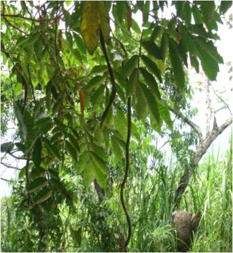 ECOSISTEMAS DE COSTA RICA: PLANTACIÓN ARBUSTIVA FRUTAL DE CAFÉ
