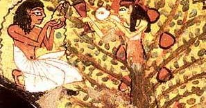 amudu: The Ished tree of ancient Egypt is a fantastic mystery.