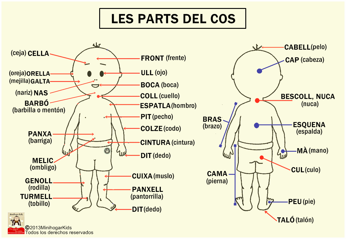 Bloc d´aula 5 anys: ELS CAVALLETS DE MAR: el cos