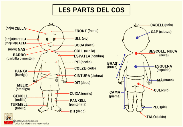 Bloc d´aula 5 anys: ELS CAVALLETS DE MAR: el cos