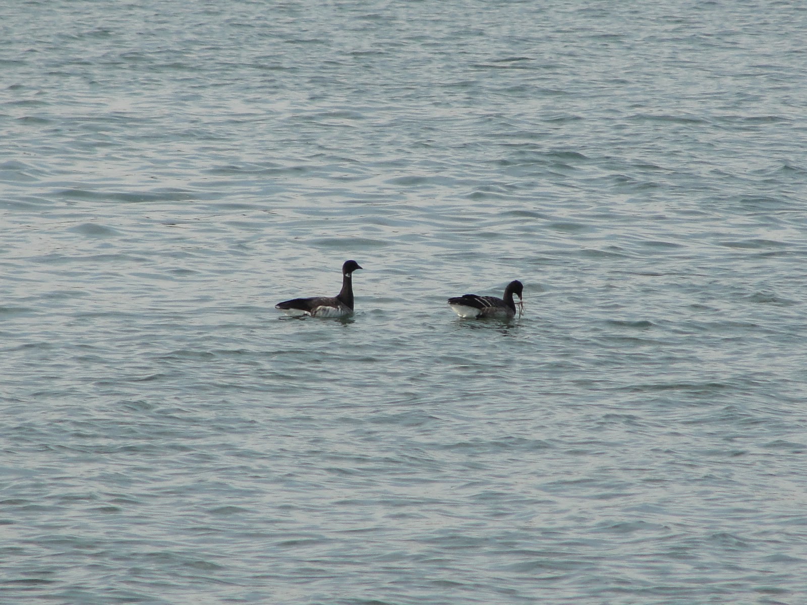 Migrating sea ducks and more…. | Mary Richmond's Cape Cod Art and Nature