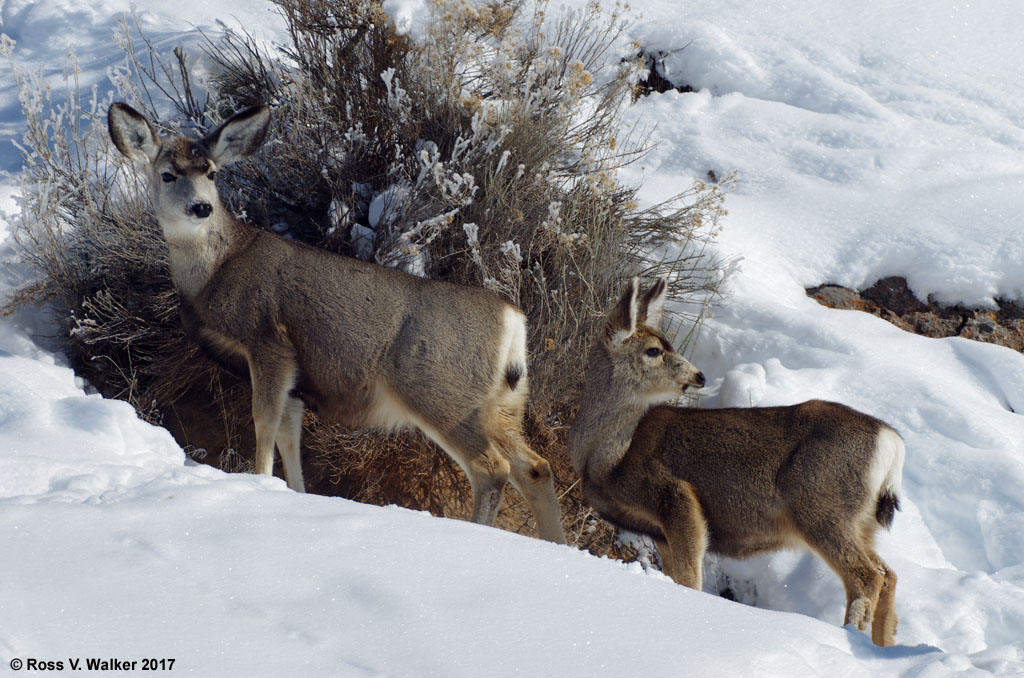 Ross Walker photography: Mule Deer Migration