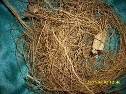 Simplisia Radix ~ Ega Ayu Prastika