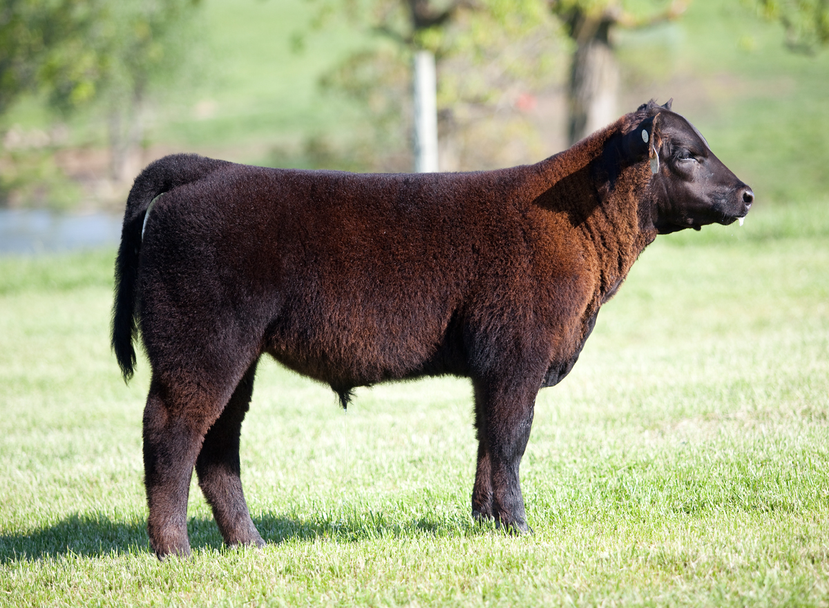 Holtkamp Cattle Co: BOJO's in Run for the Backdrop
