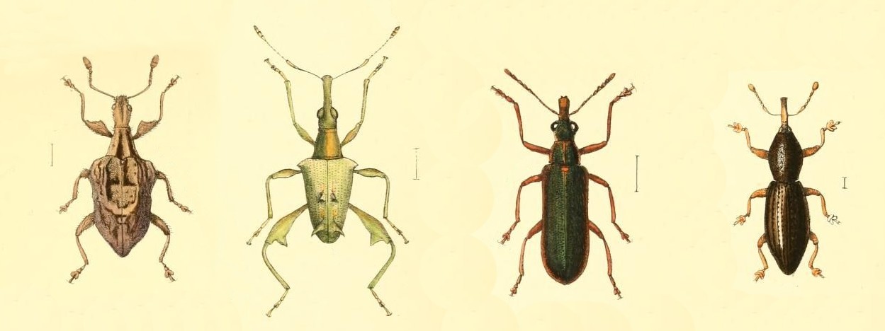 The Praise of Insects: August 2012