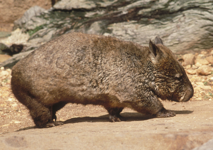 The Intrepid Tourist: Melbourne Zoo and Healesville Animal Sanctuary ...