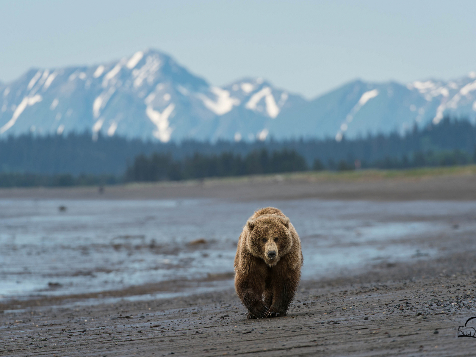 Fotografías de osos divertidos en el bosque