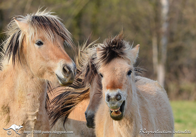 WILDLIFE GATEWAY: Histoires de chevaux