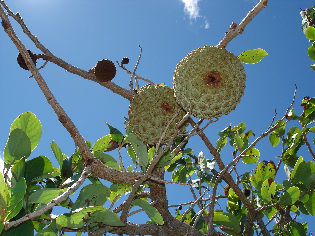 O Cruzamento De Duas Especies Da Familia Das Anonaceas - EDUCA
