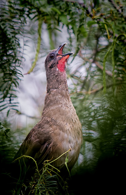 Birding Is Fun!: Plain Chachalaca