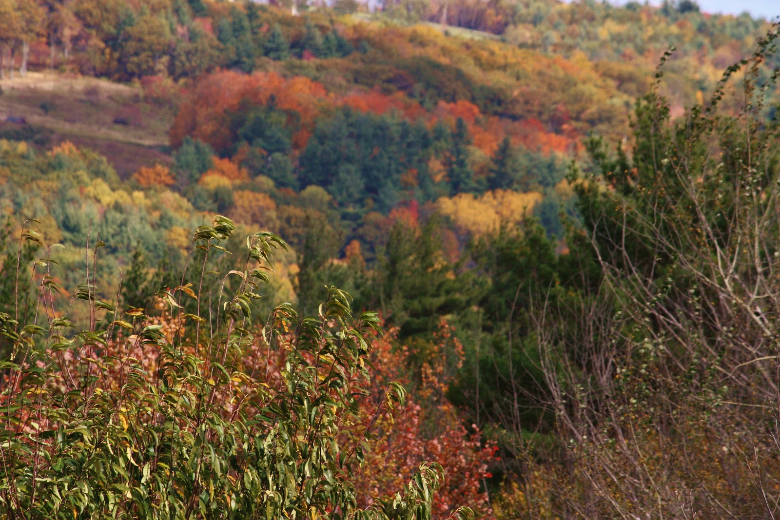 for the love of a house: Fall from the inside out