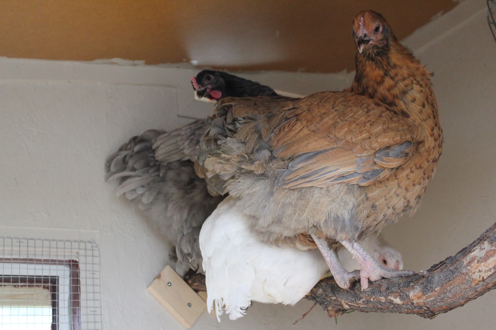 CLUCK Red Deer: Gallery of Red Deer's Urban Hens