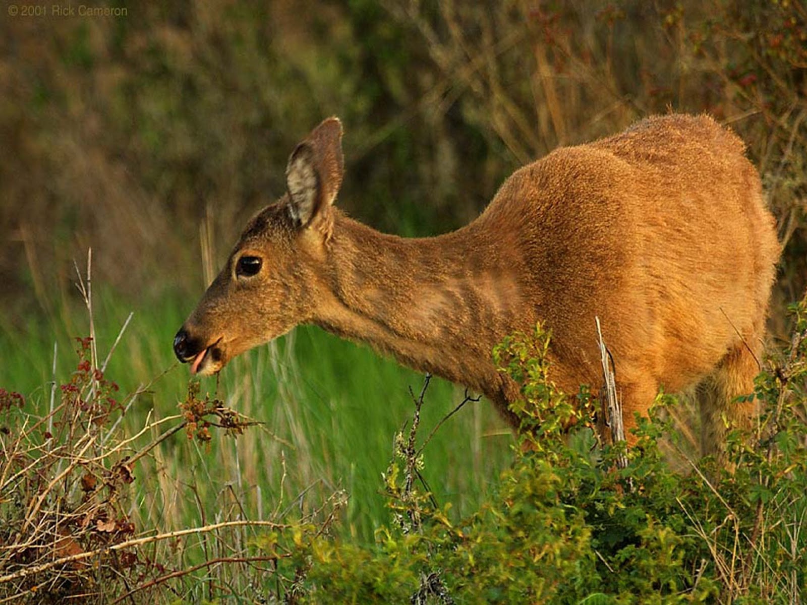 Deer - High Quality Wallpapers