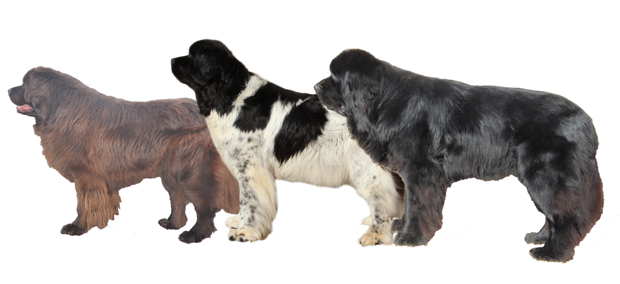 Amicale Jurassienne du Chien Terre Neuve: Le Terre-Neuve