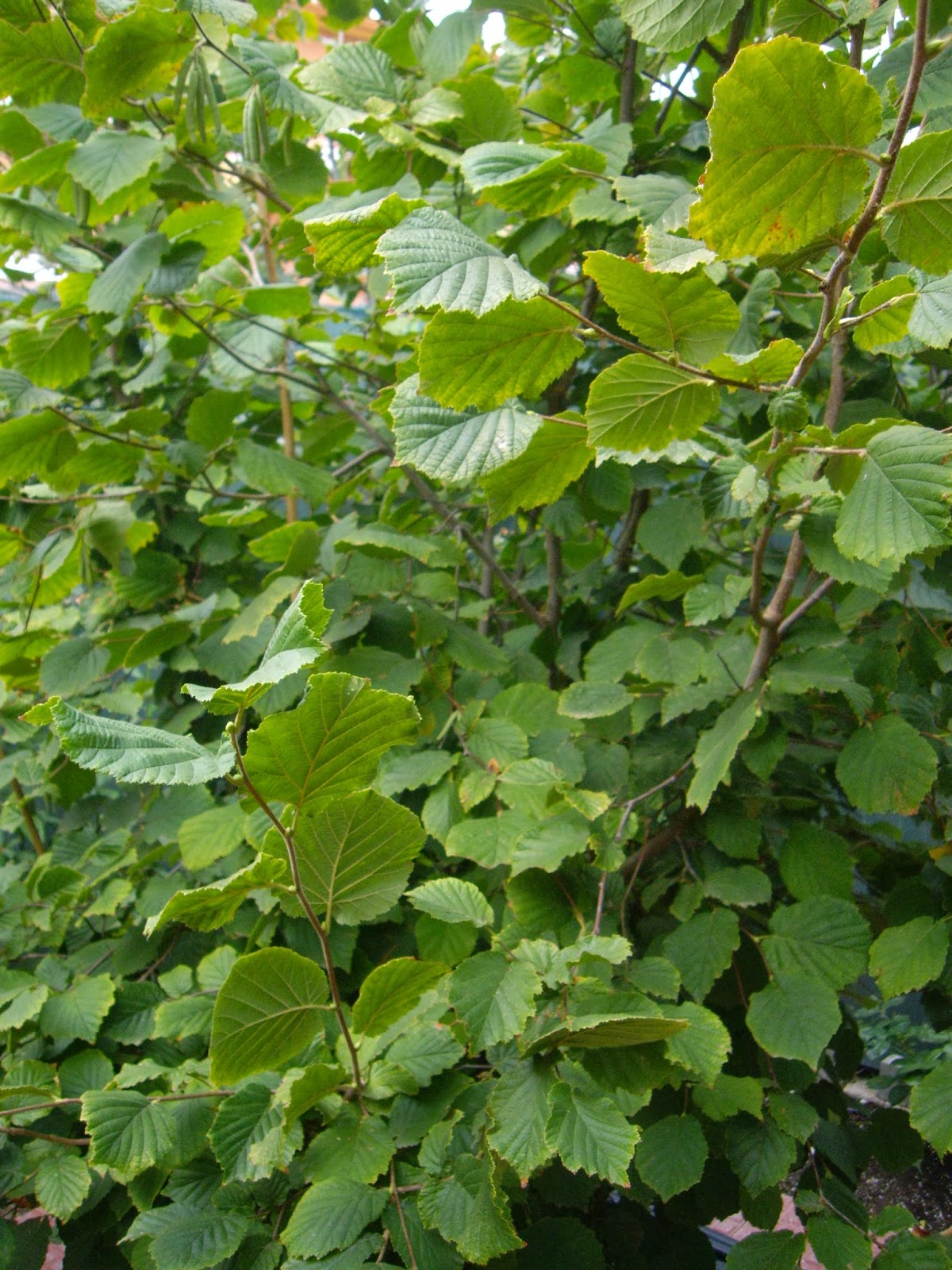 La Mar de VeRde: CORYLUS AVELLANA O AVELLANO