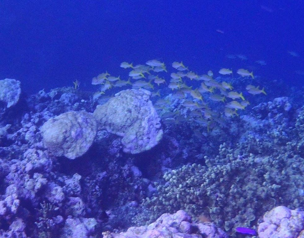 Cocktails out of Coconuts: Mokil Trip