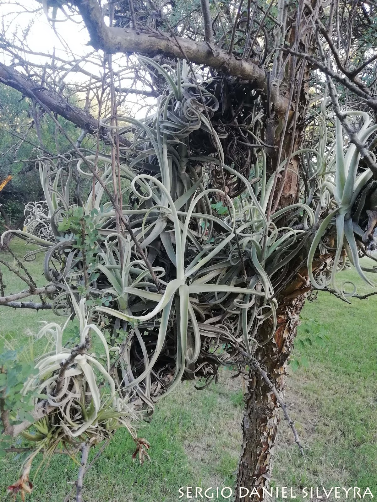 Flora Nativa de Entre Rios