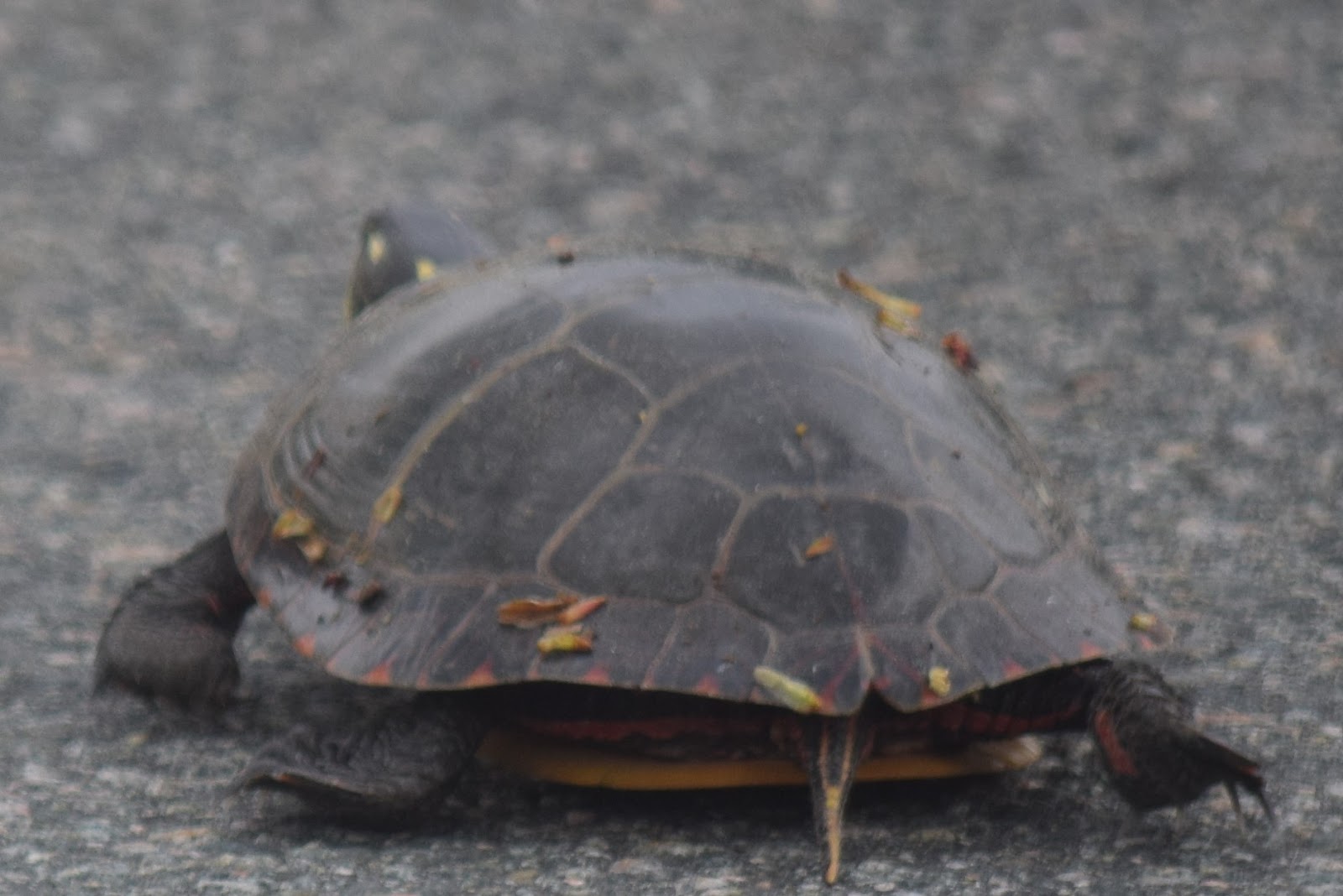 nature tales and camera trails: Painted Turtle for Saturday Critters