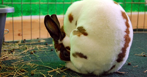 CAECOTROPHY IN RABBIT: RABBIT FARMING: MICROLIVESTOCK