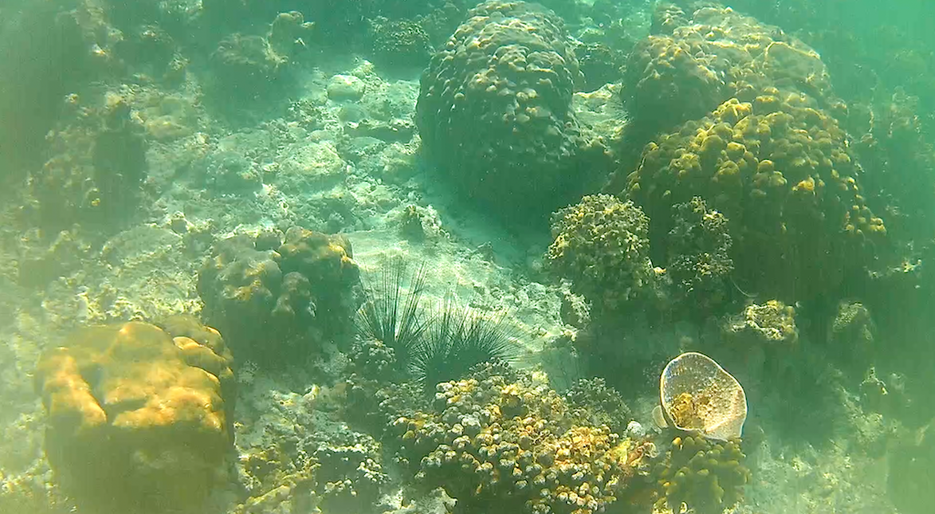 TBJ TRAVELS Dumaguete-Siquijor Travel Guide 3: Tubod Marine Sanctuary ...