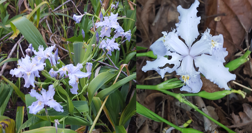 World of Irises: What is in a name? Lophiris - Crested Iris – Part Two