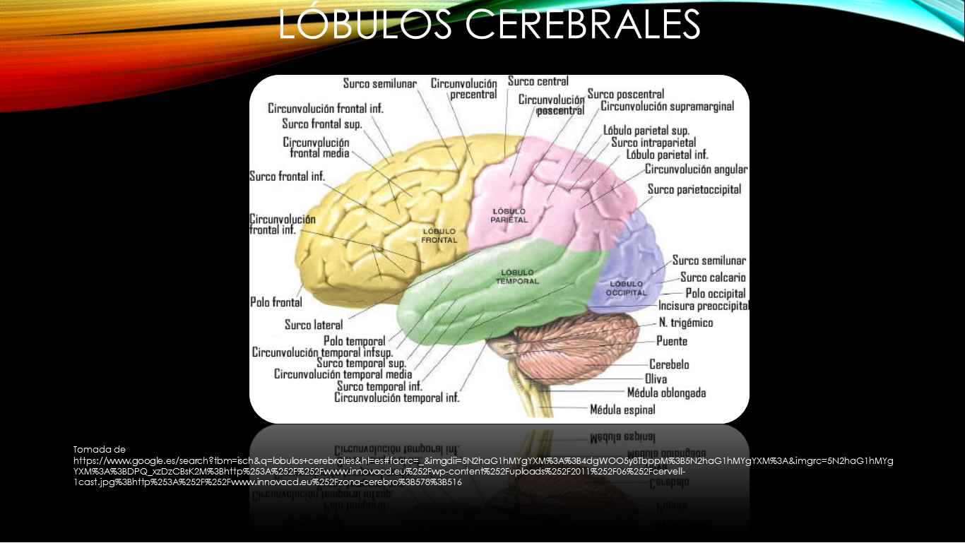 Neurofisiología: Lóbulos cerebrales