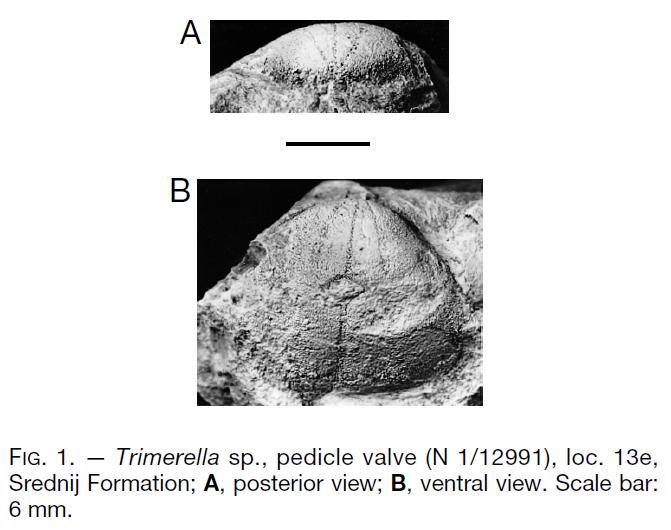 Variety of Life: Brachiopoda