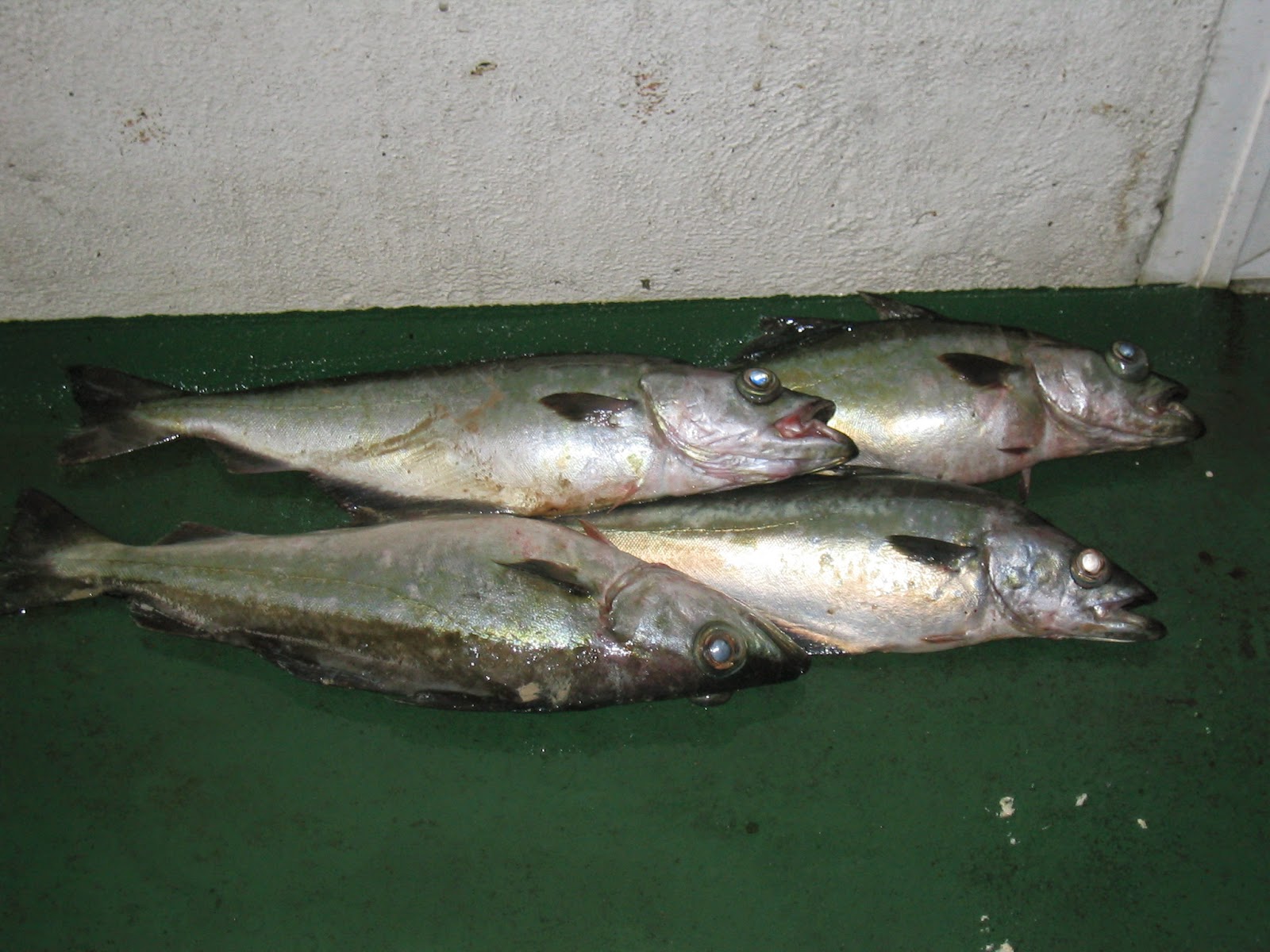 El rincón de Mundín: PESCADOS: EL ABADEJO Y LA FANECA