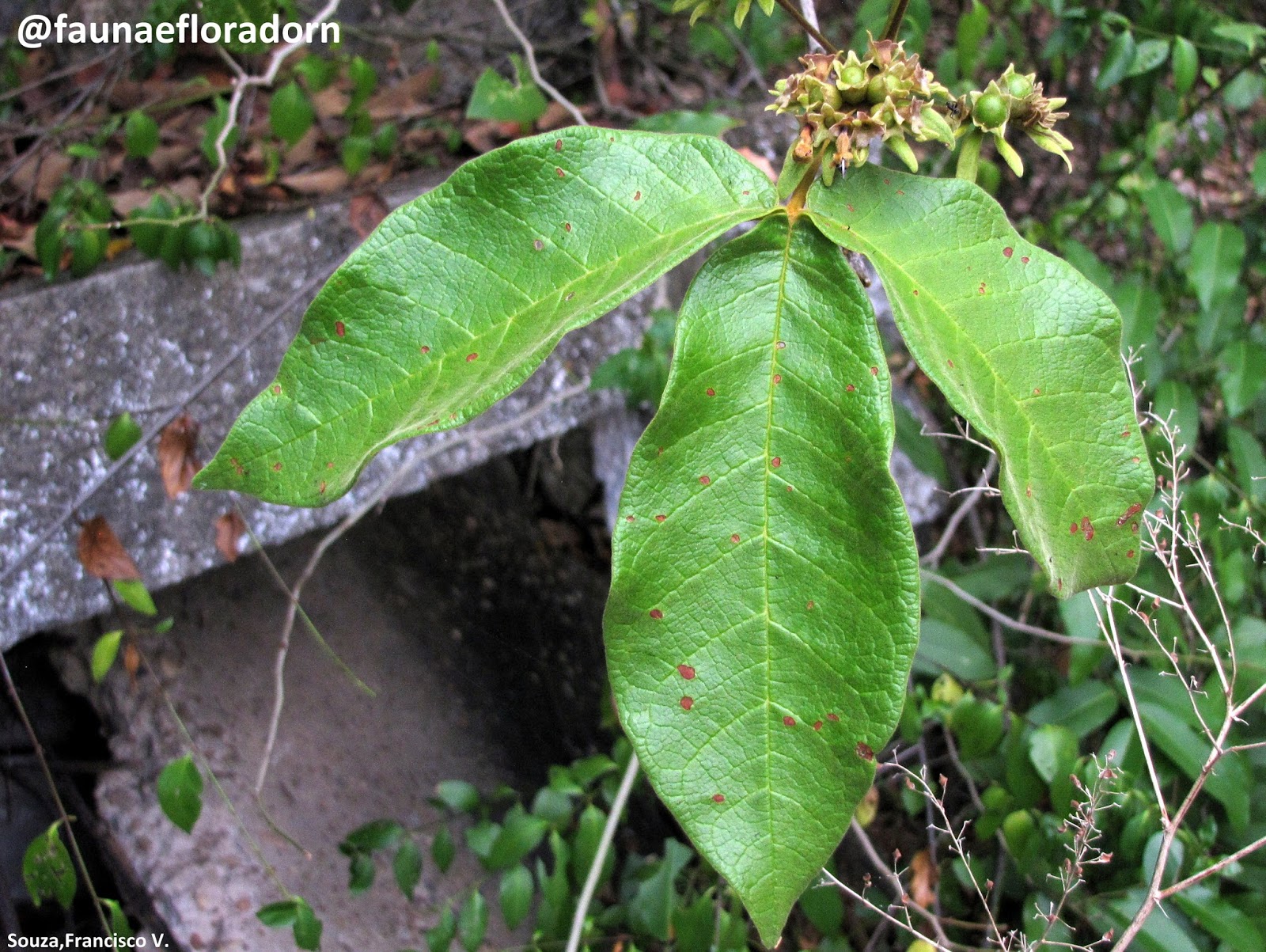 FAUNA E FLORA DO RN: Maria-preta Vitex cf. rufescens A.Juss.