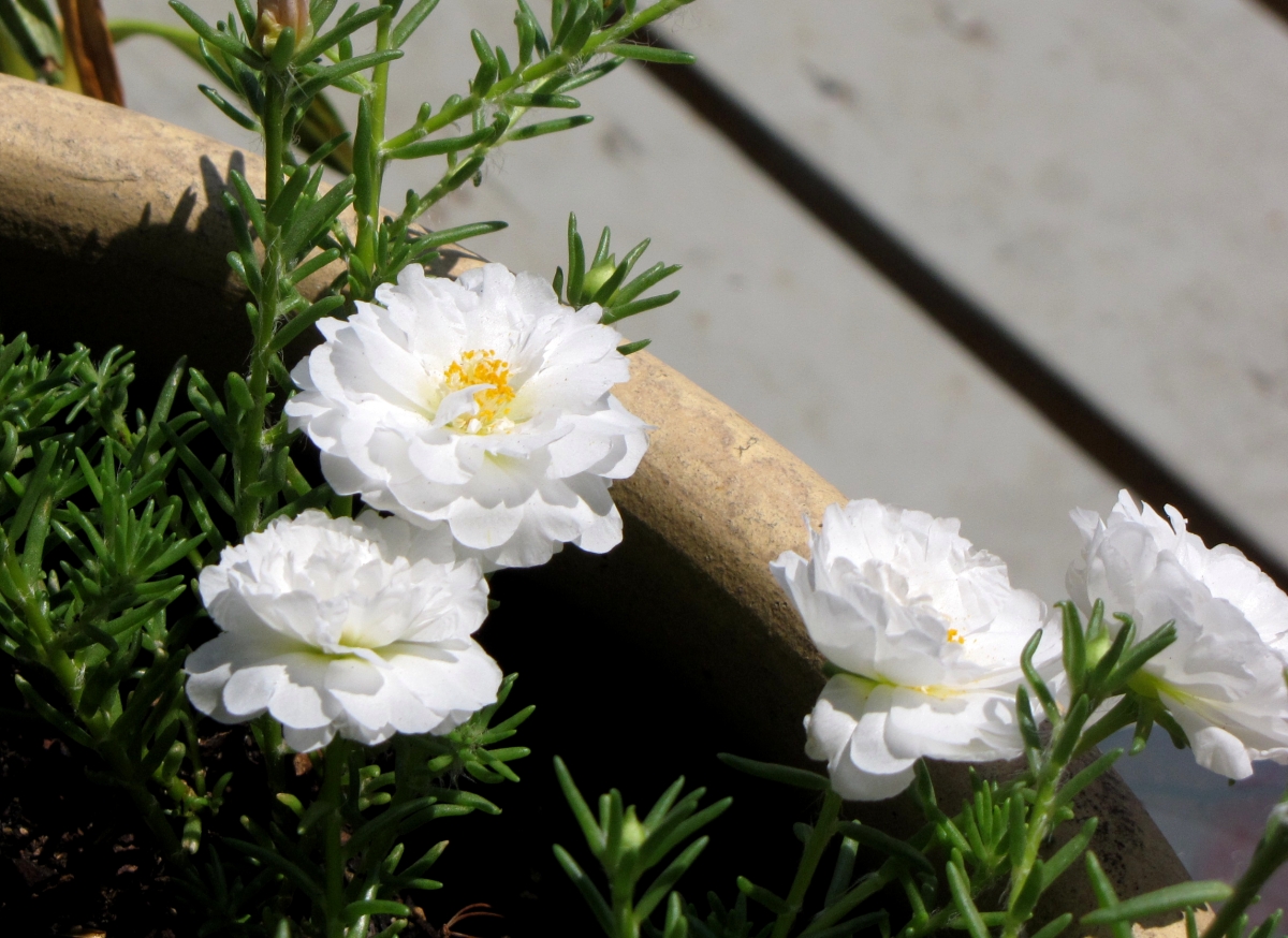 Tulsa Gentleman: Macro Monday - Portulaca or Moss Rose