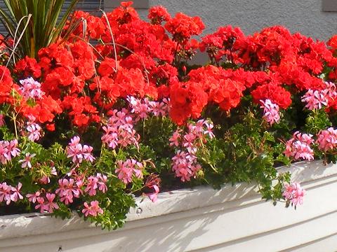 HOW TO GROW GERANIUMS FROM SEED |The Garden of Eaden
