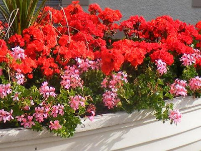 HOW TO GROW GERANIUMS FROM SEED |The Garden of Eaden