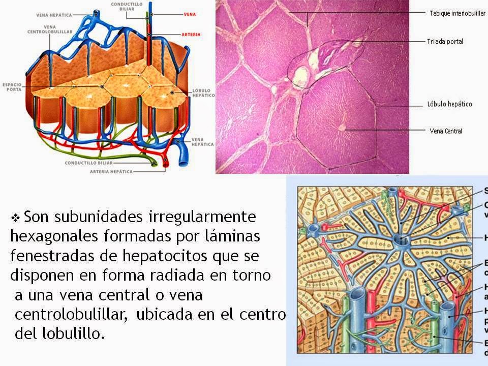 Lobulillo Hepático | Blog De Fisiologia Medica