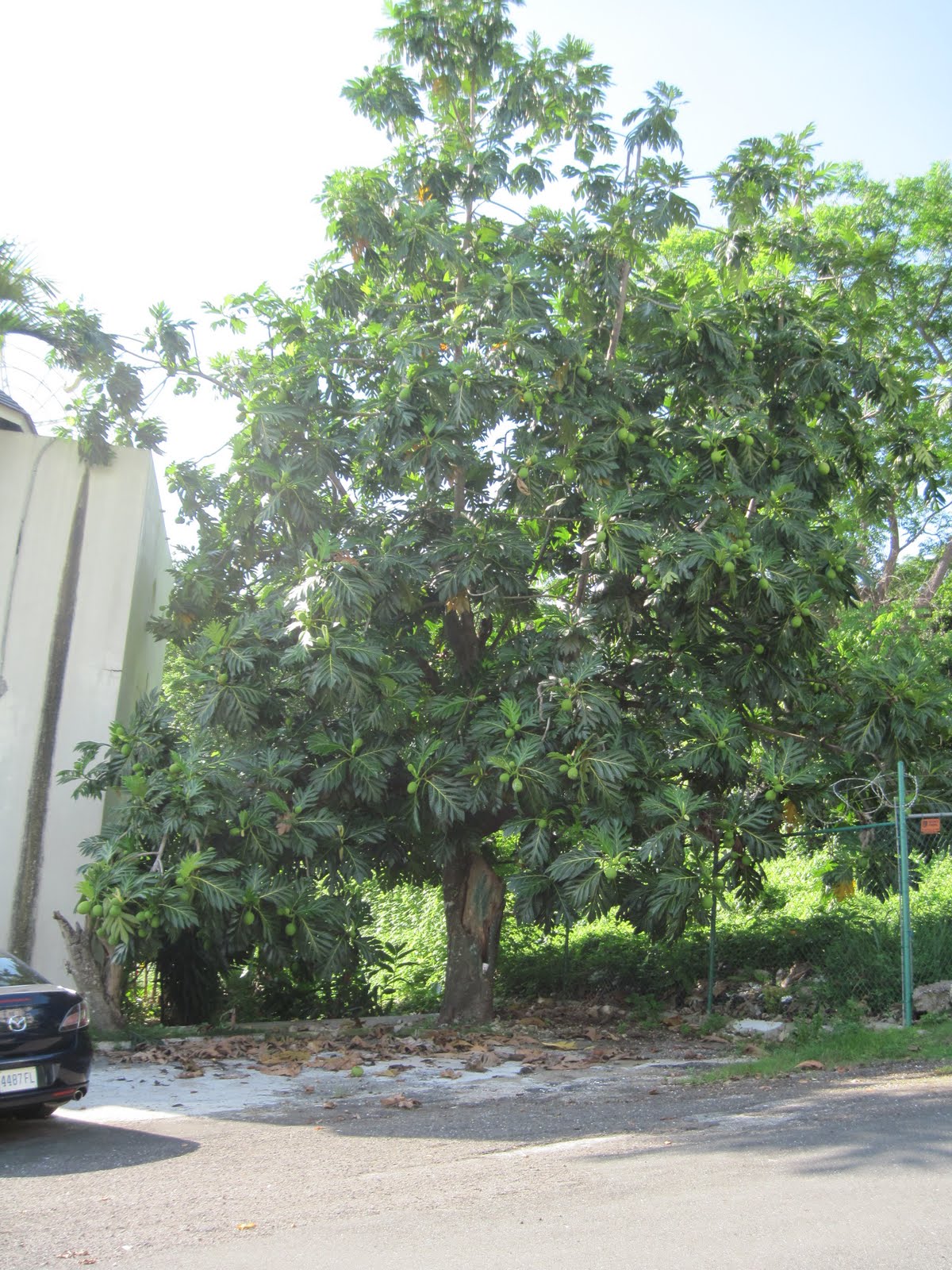 Smith's Jamaican Mission: Breadfruit Tree