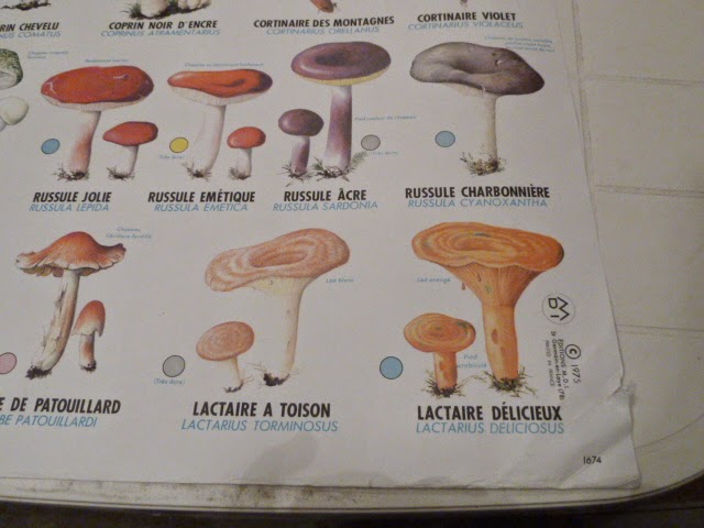 Ecole FMR 1000 Affiches scolaires: les champignons