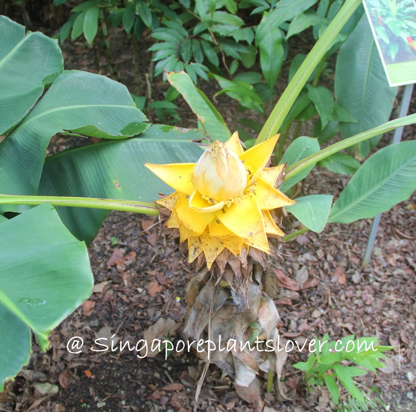 Singapore Plants Lover: Ginger Garden at. Singapore Botanical Garden﻿