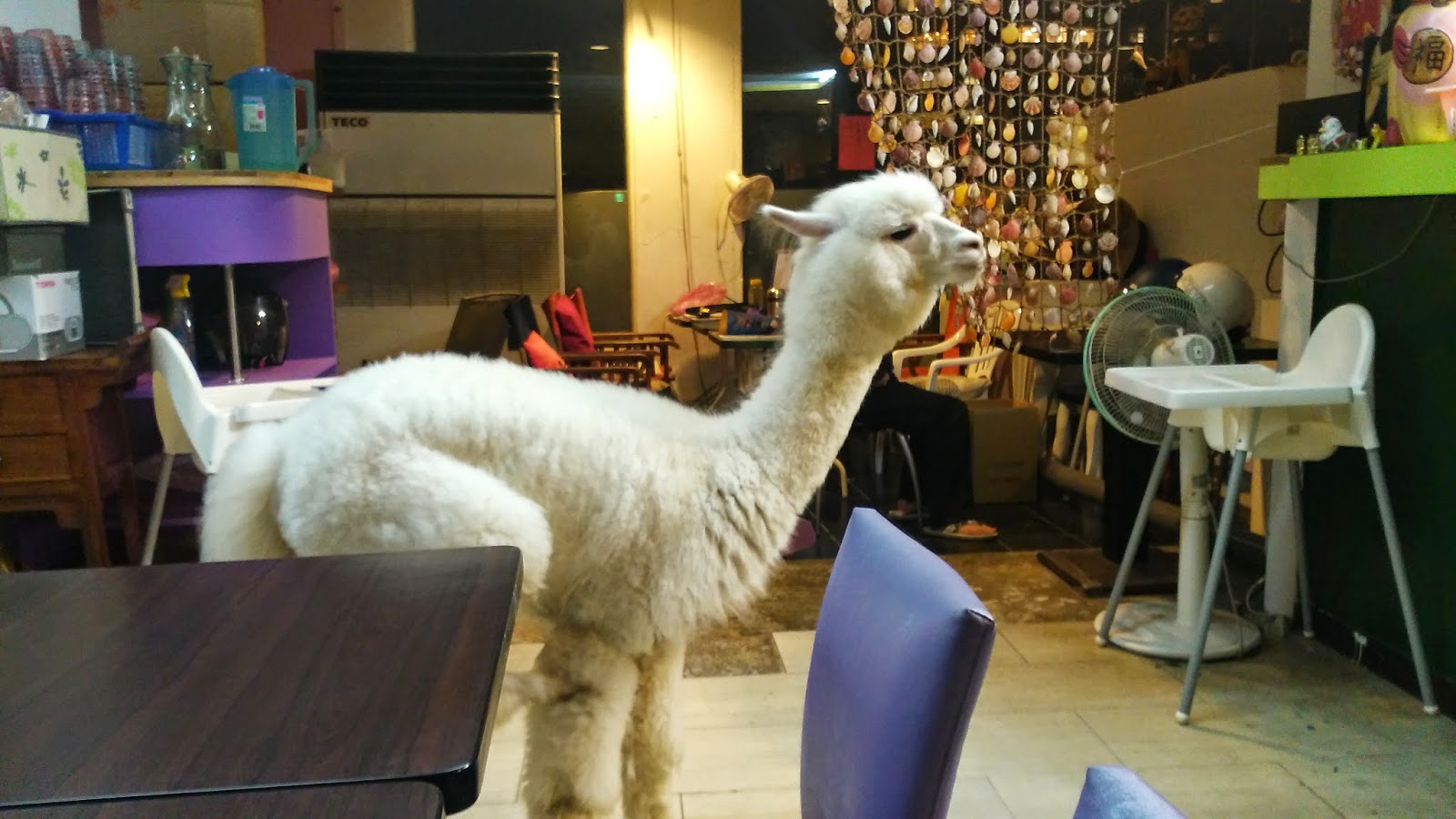 Taiwan- Alpaca Cafe & Danshui