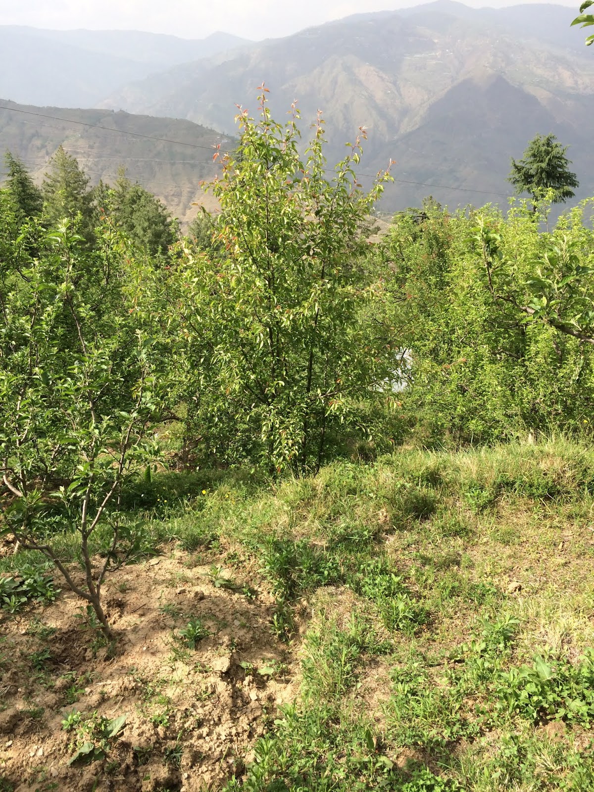 Chaupal, Himachal Pradesh