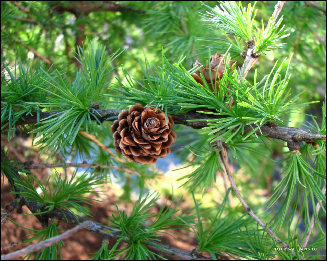 Tracey-anne's Blog: The Trysting Tree ~ Folklore