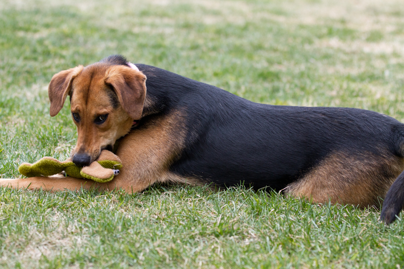 Windy City Canine Rescue: April 2011