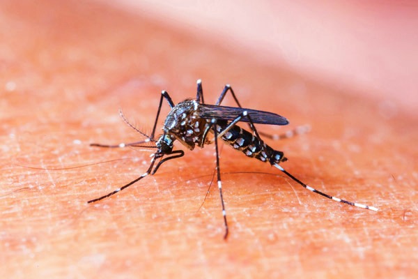 Guadeloupe Selon JC: Les Moustiques